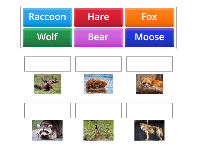 Furry Friends - Match up