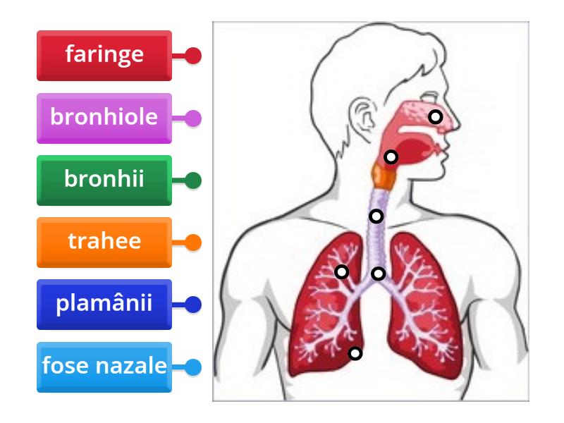 sistemul respirator - Diagramă etichetată