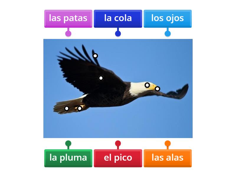 Partes del animal - Un ave - Labelled diagram
