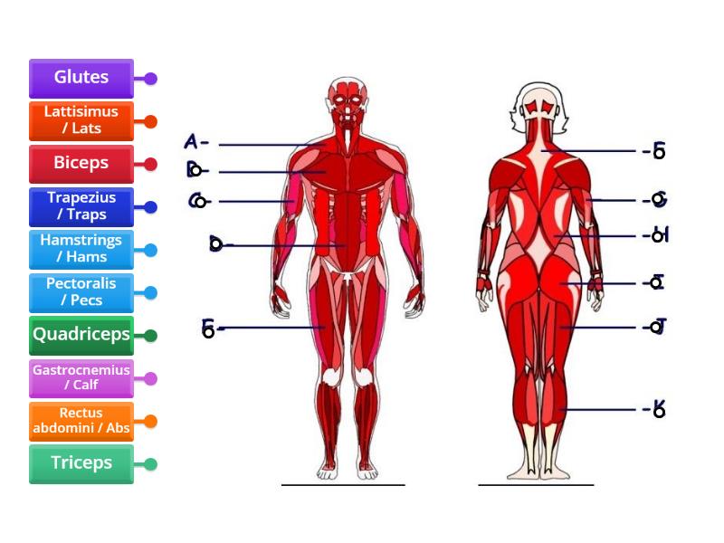 MUSCULAR SYSTEM - MAIN MUSCLES - Labelled diagram