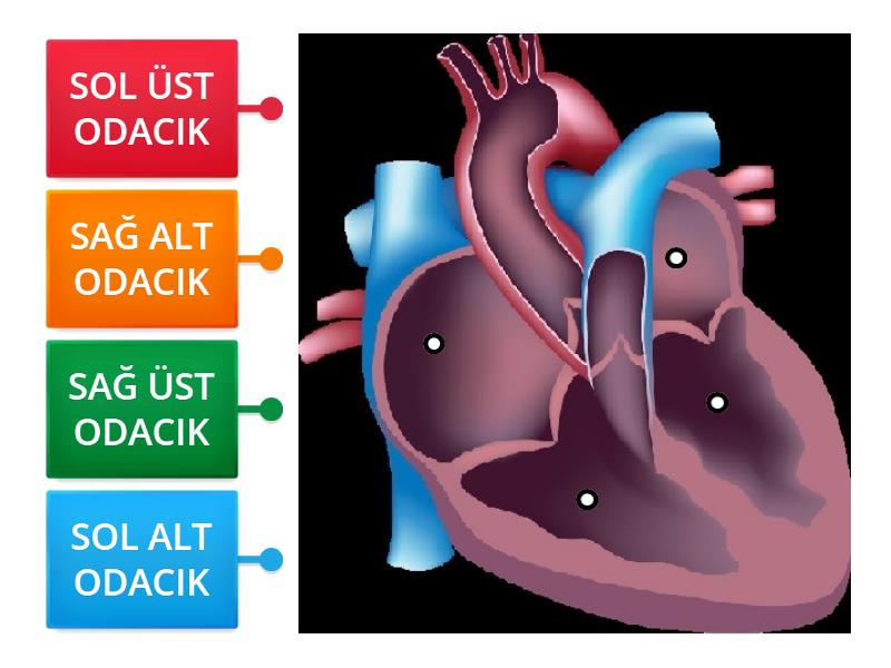 KALBİN YAPISI 2 - Labelled diagram