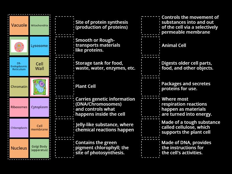 Cell Organelles & Functions (Plant and Animal) - Match up