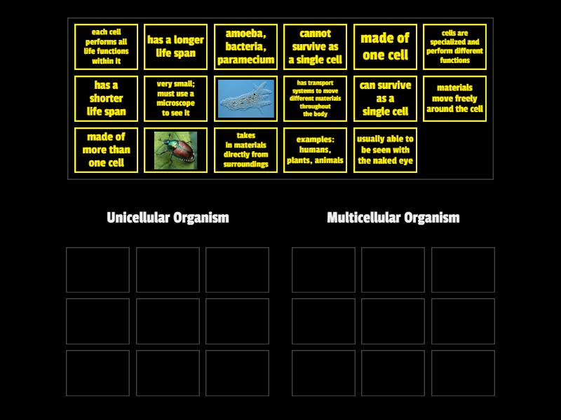 Unicellular vs. Multicellular Organisms - Group sort