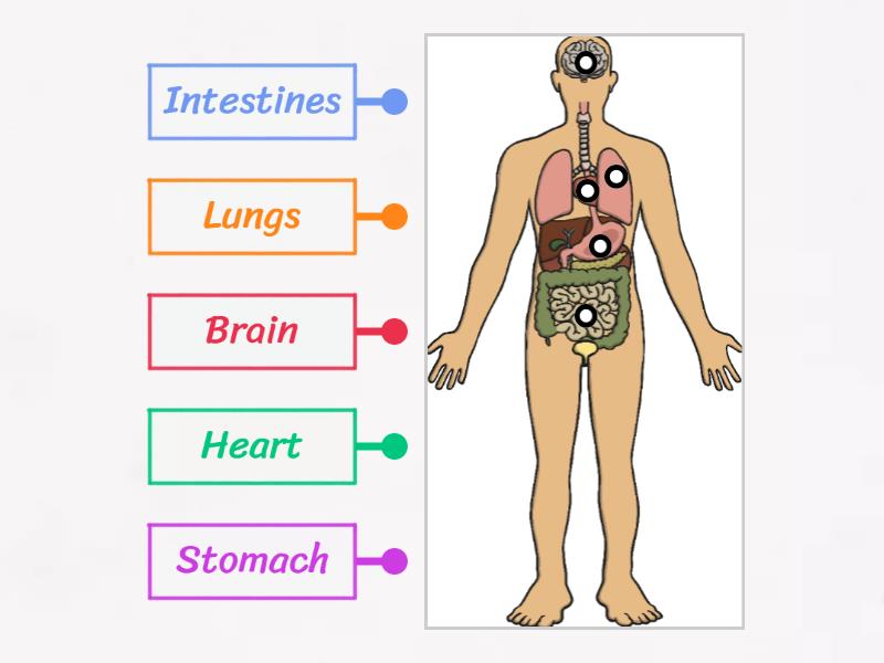 Labelling major organs - Labelled diagram