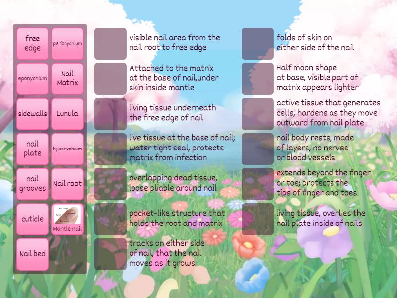 STRUCTURE OF THE NAIL - Match up
