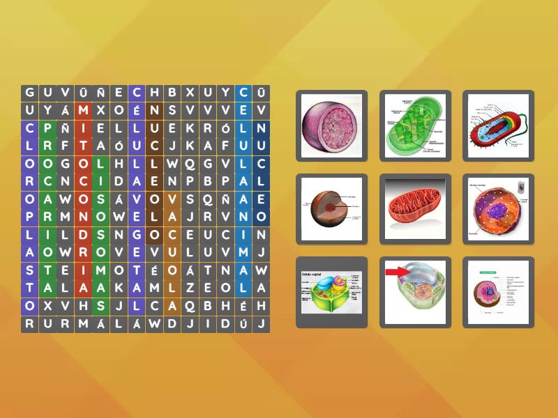 sopa de letras de la CELULA - Wordsearch
