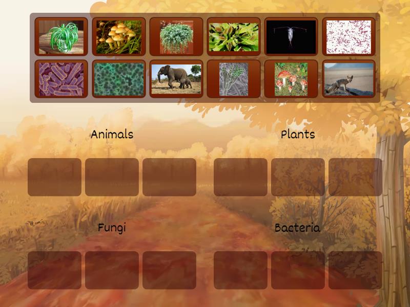 Classifying Living Thing - Group sort
