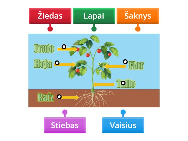 Augalo dalys - Labelled diagram