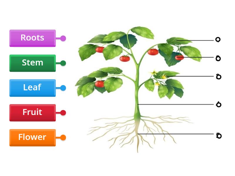 Label the plant - Labelled diagram