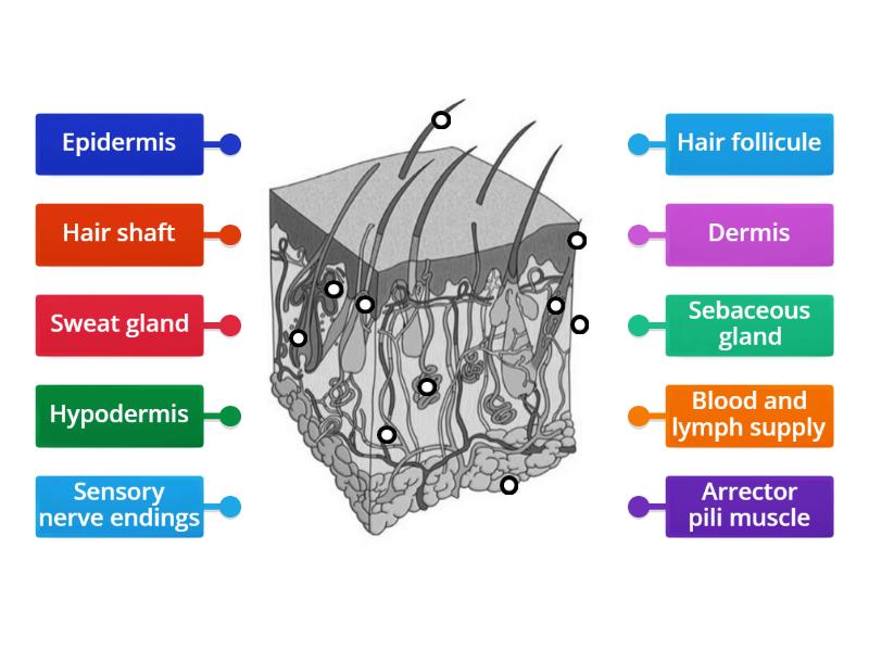 Structure of the skin - Labelled diagram