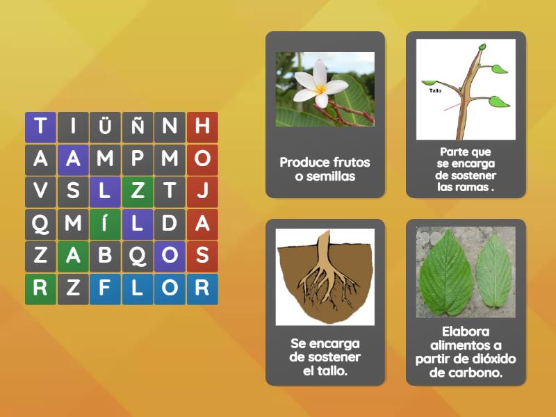 Partes de la planta. - Sopa de letras