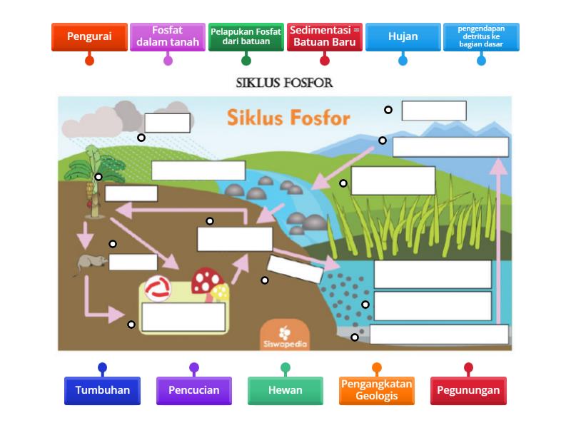 Daur Fosfor - Labelled diagram