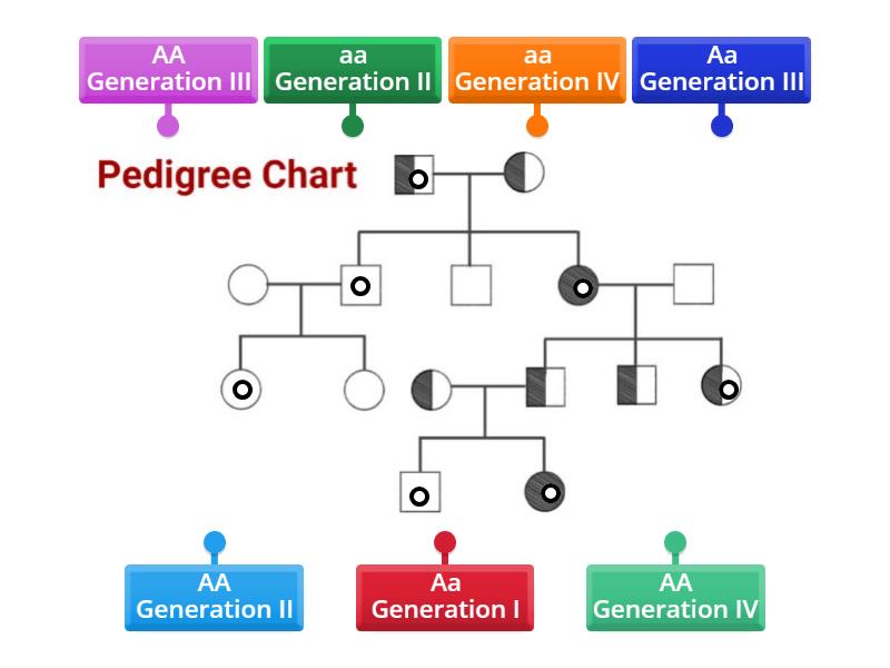 Pedigree Charts - Labelled diagram