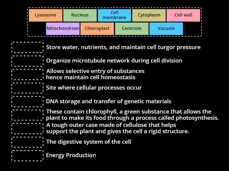 Year 4 - Science - Cell components and functions - Match up