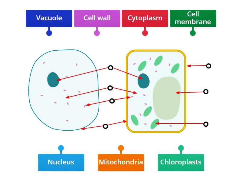Animal and Plant Cell Organelles - Labelled diagram