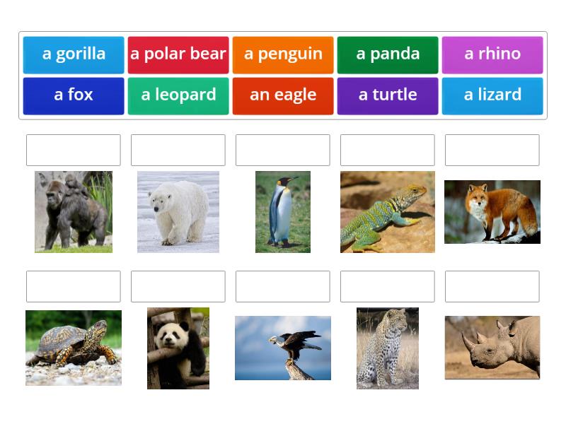 Go Getter (4) 6.1 Wild animals - Match up