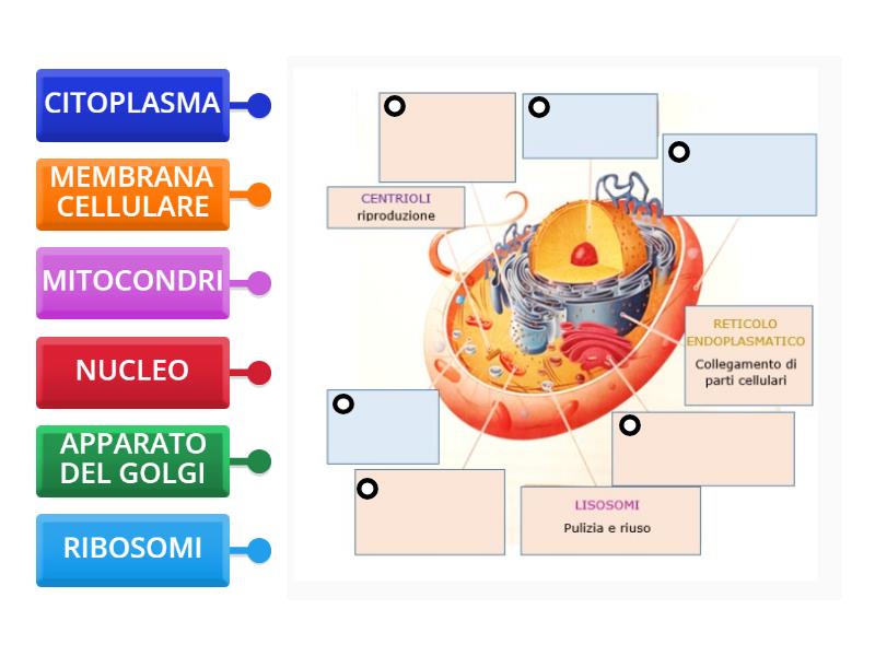 la cellula animale Claudia - Labelled diagram