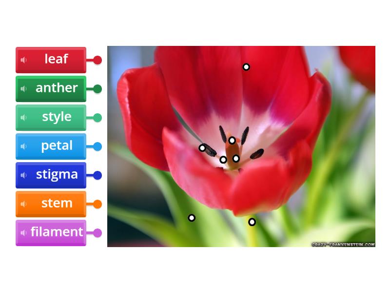 Parts of a flower - Labelled diagram