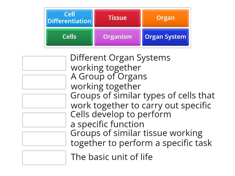 Levels of Organization - Match up