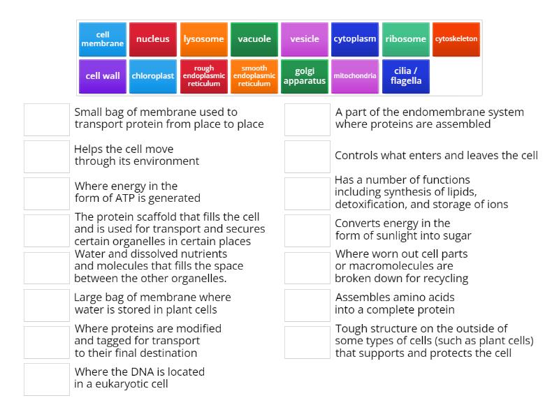 Cell Structure and Function - Match up
