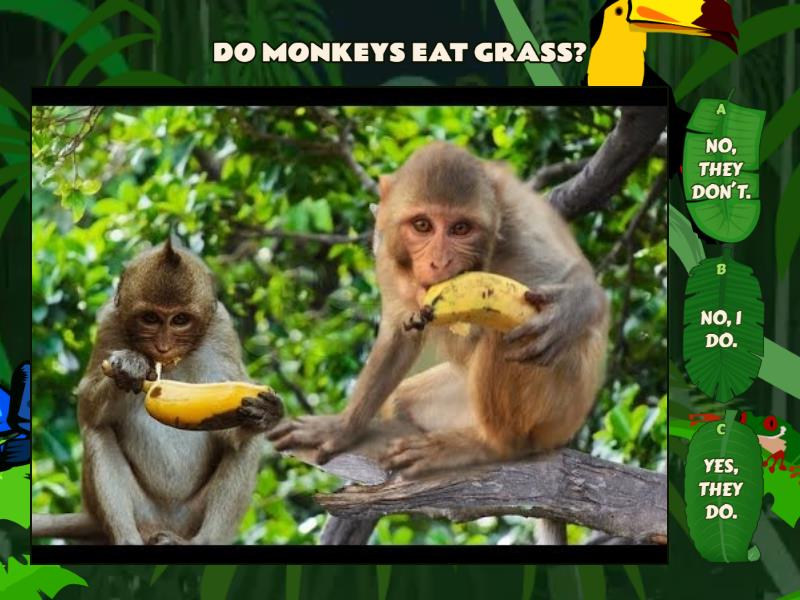 SIMPLE PRESENT - ANIMALS - DO/DOES - Quiz
