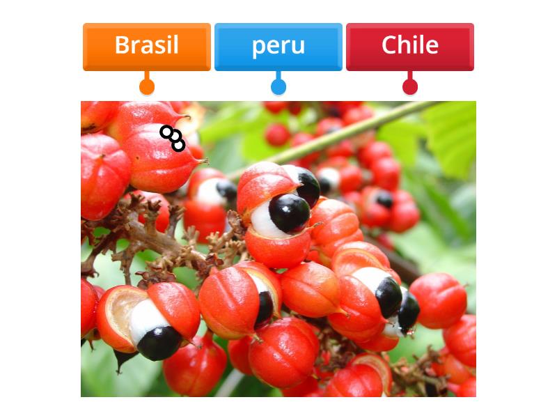 De que pais se originaliza esta fruta? - Labelled diagram