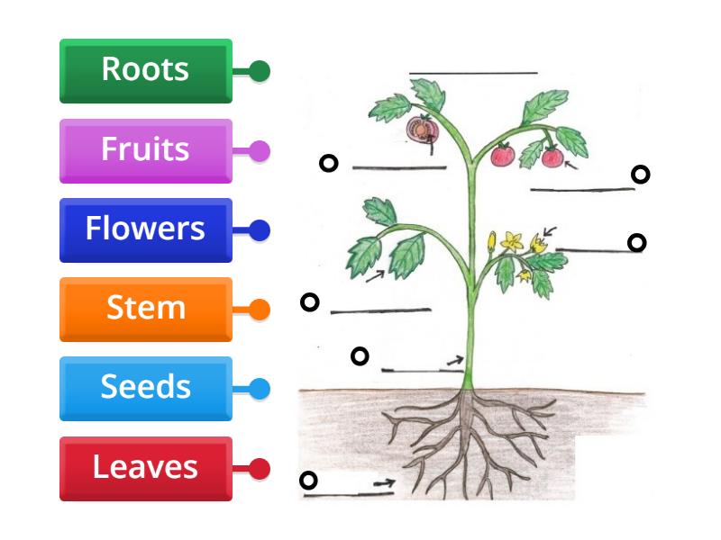 Parts of a plant - Labelled diagram