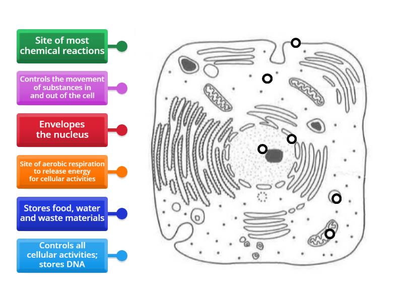 Diagram of an animal cell (level 2) [SciBio] - แผนภาพที่มีป้ายกำกับ
