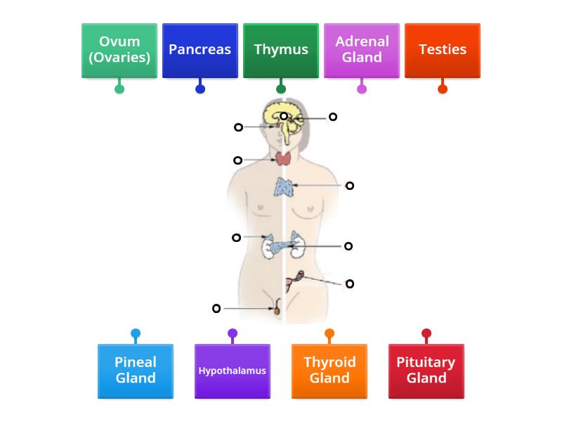 Endocrine System - Labelled diagram