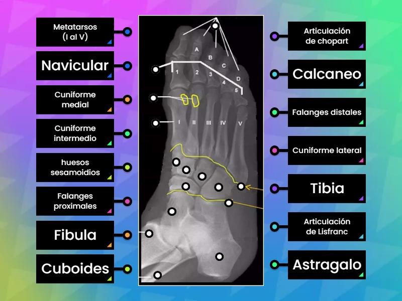 rx pie oblicuo - Diagrama con etiquetas
