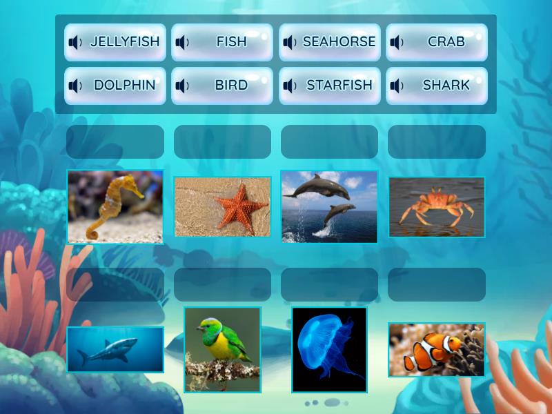 SEA ANIMALS - Match up