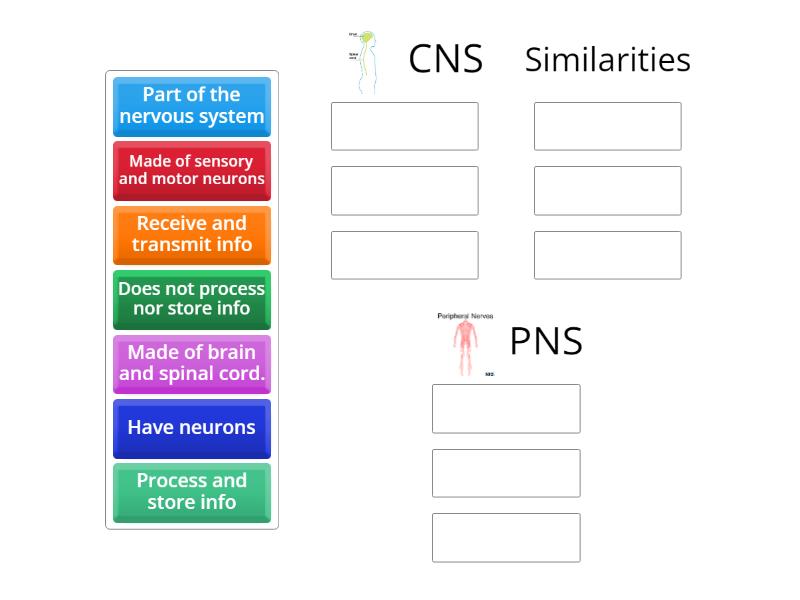 Differences Between Cns Vs Pns Group Sort
