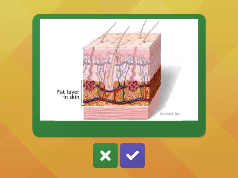 Arstide 002_Elundid - Flash cards