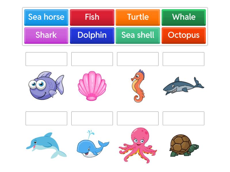 Sea Animals Matching Game - Match up