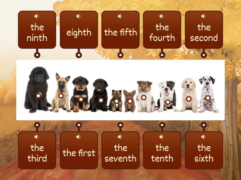 Ordinal Numbers 1st-10th - مخطط المربعات