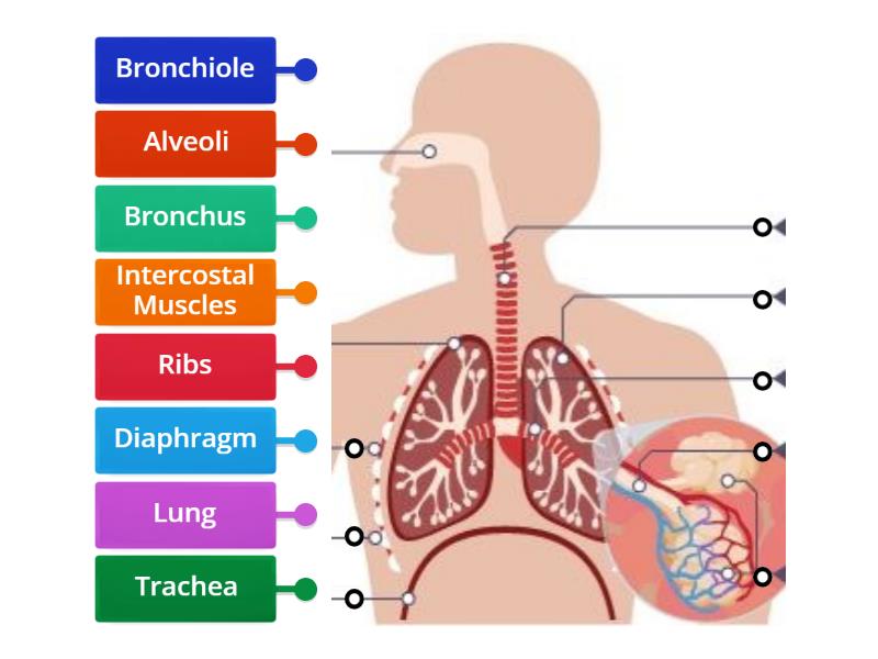 Respiratory System - label the parts - year 8 - Labelled diagram