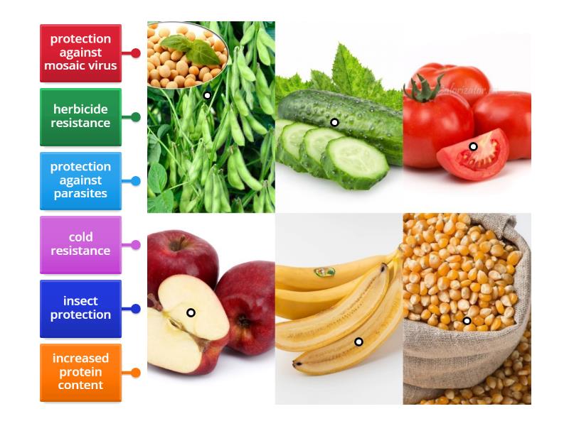 GMO - Labelled diagram
