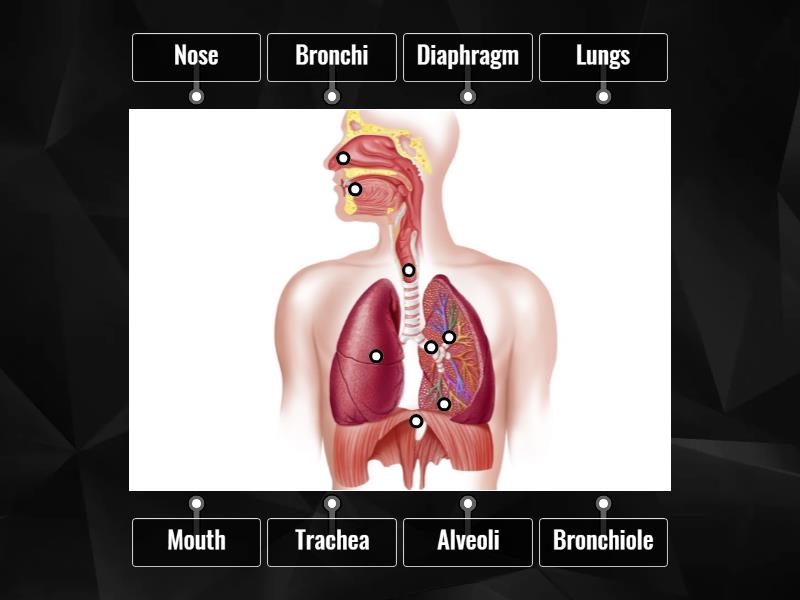 GCSE Lungs - Labelled diagram