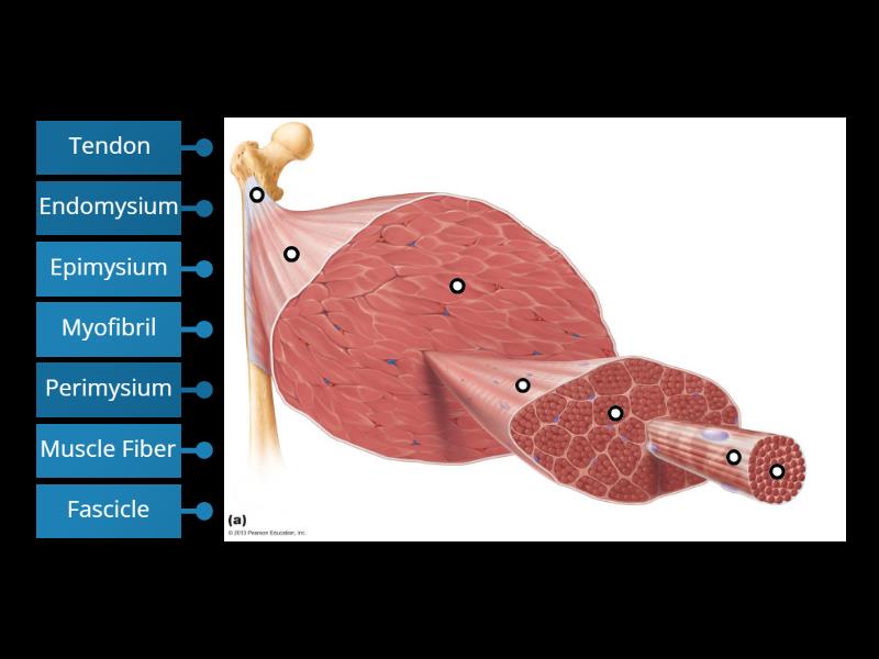Muscle Anatomy - Labelled diagram