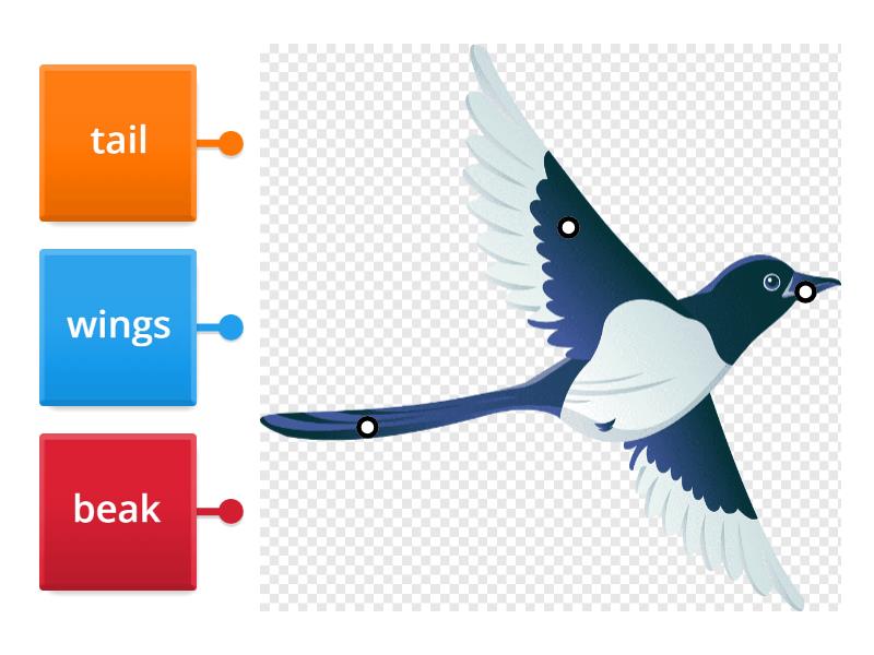 bird - Labelled diagram