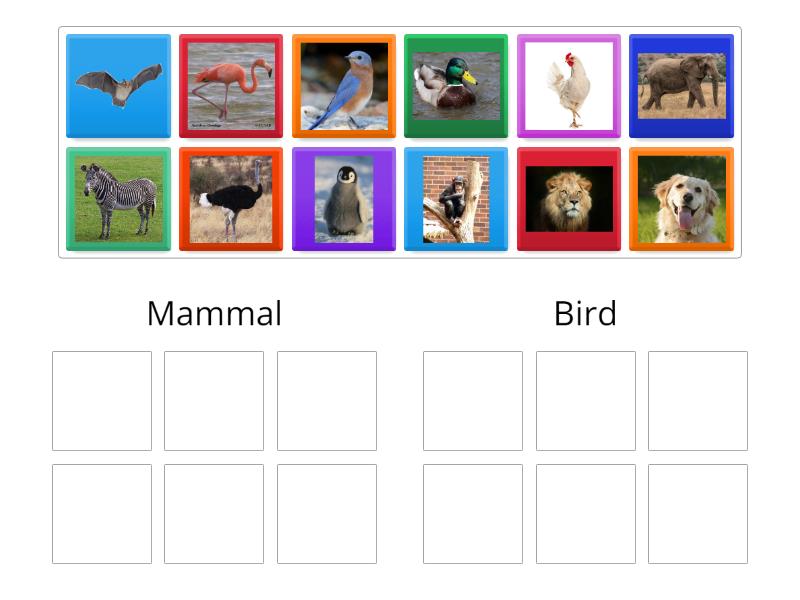 Mammal or bird? - Group sort
