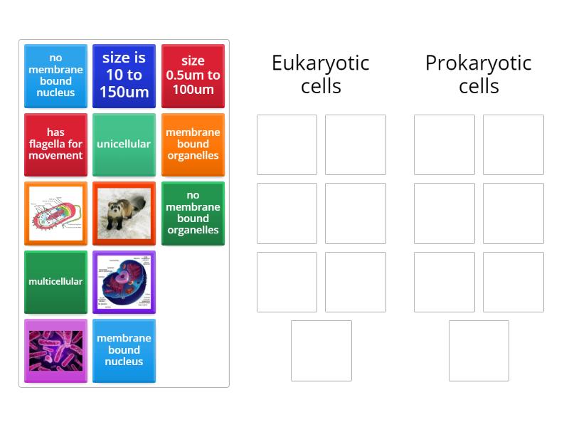 Eukaryotic and Prokaryotic cells - Group sort