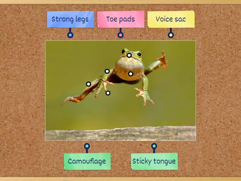 Frog adaptations - Labelled diagram