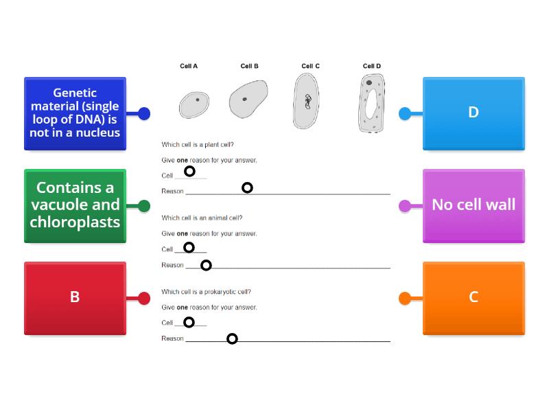 Cell types - Labelled diagram