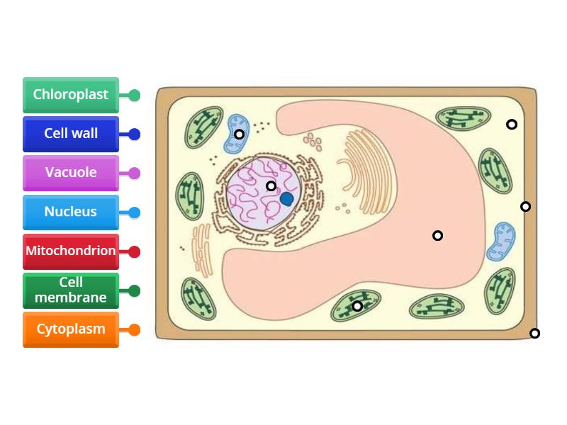 Diagram of a plant cell (level 1) [SciBio] - Labelled diagram