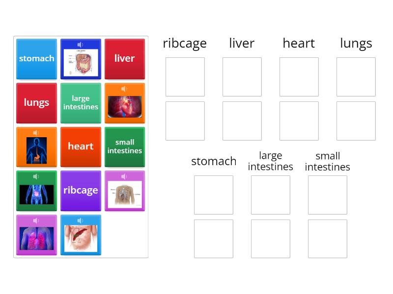 Boby organs - Group sort
