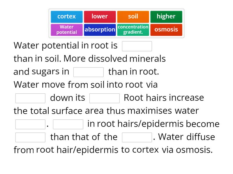 Explain the pathway of water being transported from surrounding soil to ...