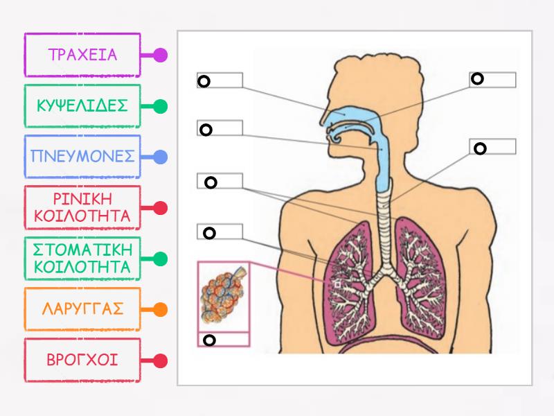 ΑΝΑΠΝΕΥΣΤΙΚΟ ΣΥΣΤΗΜΑ - Labelled diagram