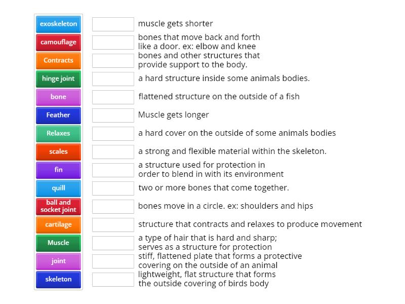 Science: Structures Used for Support, Movement and Protection - Match up