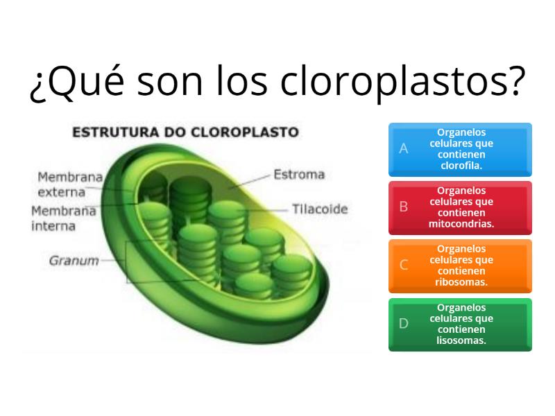 FOTOSINTESIS: CLOROPLASTOS - Викторина